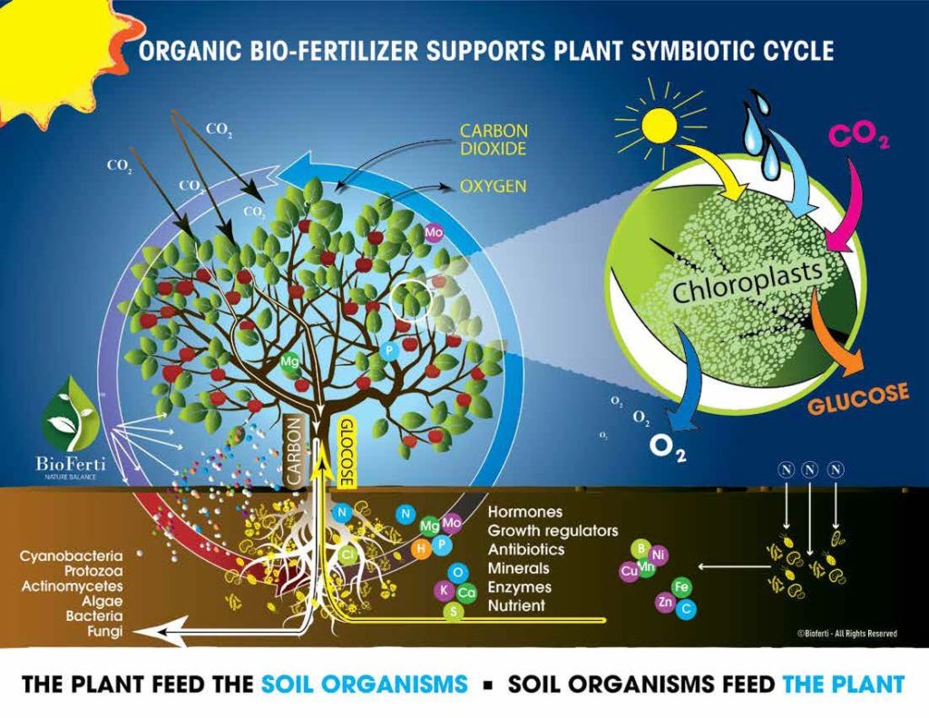 Recycled Organic Waste Biofertilizer – Bioferti